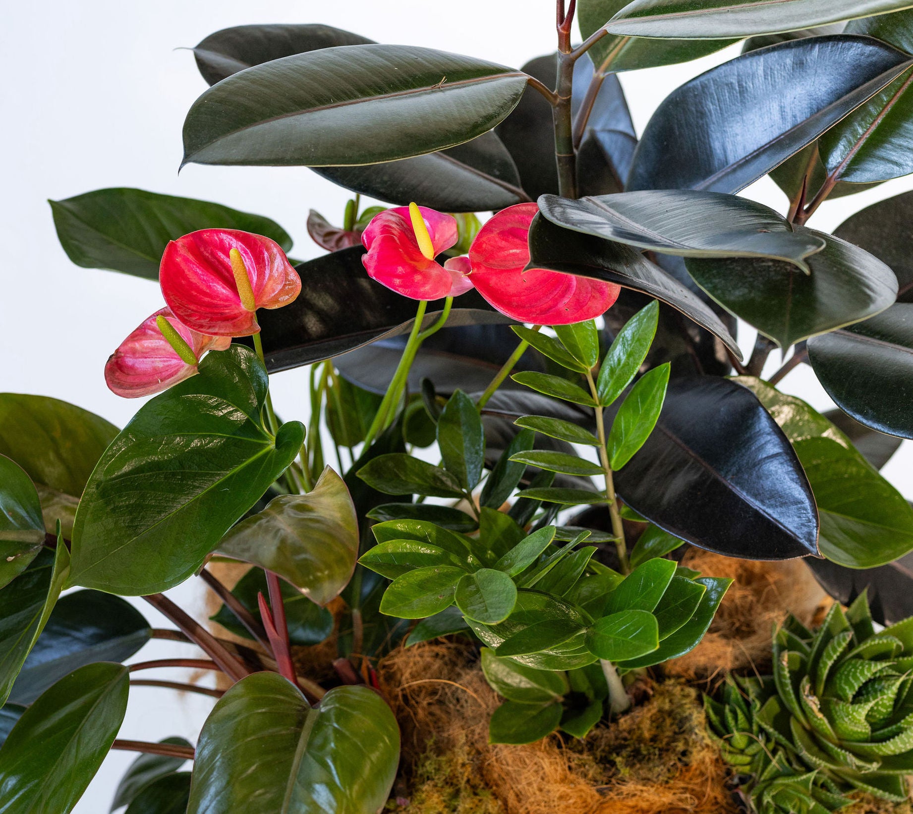 Plants – Inbloom Florist Sydney